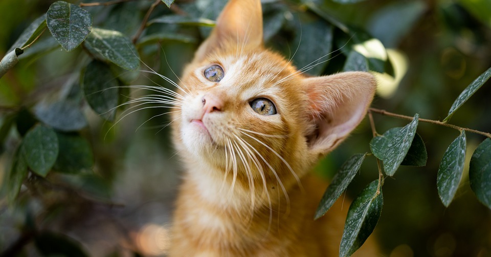 Colónia de gatos no Jardim Municipal de Oeiras
